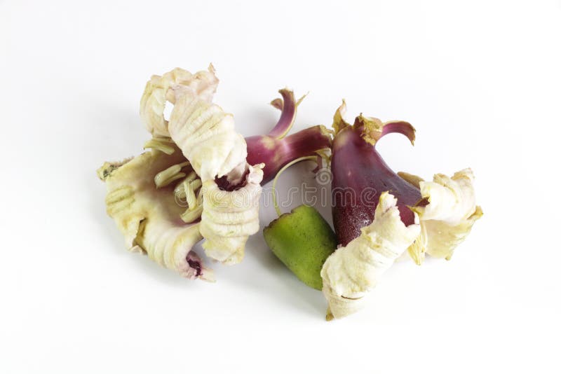 Broken Bones Tree White Background in Studio Stock Photo - Image of ...