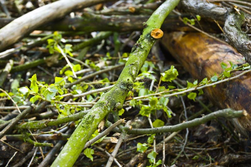 Broken branch stock photo. Image of lumber, nature, firewood - 5856012