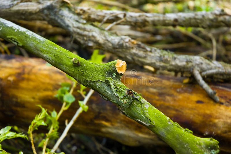 Broken Branch Picture. Image: 5856019