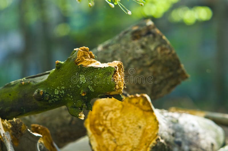 Broken Branch Picture. Image: 5856068