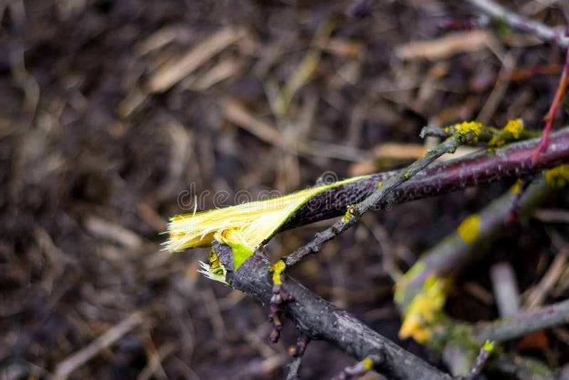 392 Broken Fruit Trees Stock Photos - Free & Royalty-Free Stock Photos ...