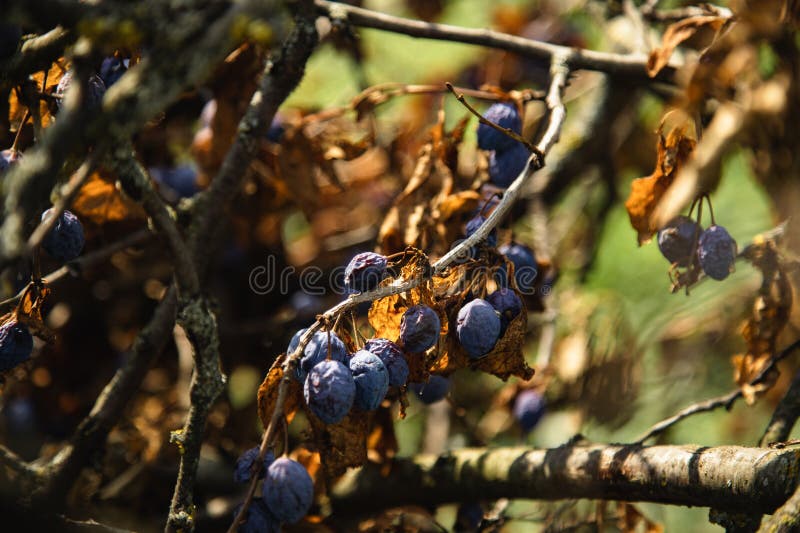 Broken Branch stock image. Image of weather, texture - 314192751