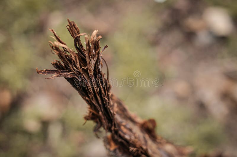 Broken branch stock image. Image of rupture, outdoors - 271983149