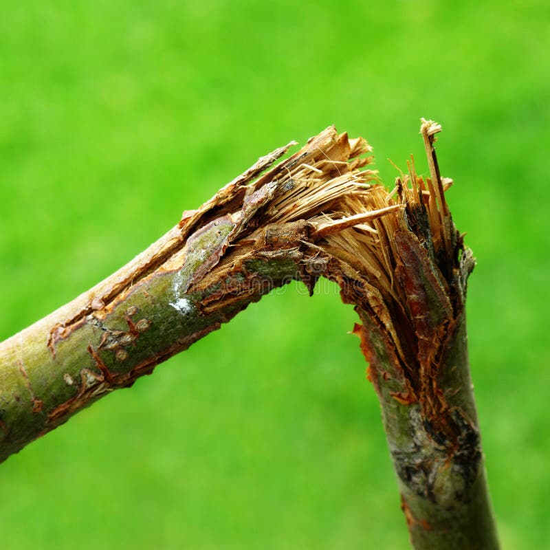 18,598 Broken Branch Stock Photos - Free & Royalty-Free Stock Photos ...