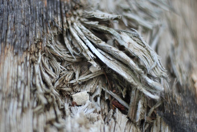 Broken branch close up stock image. Image of grain, broken - 12700433