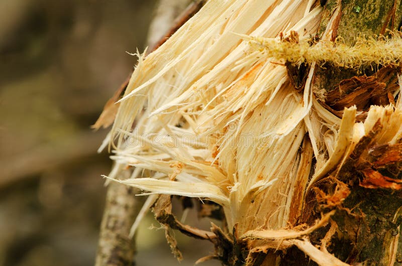 A Broken Branch of a Large Tree Laying on the Ground Near the Street ...
