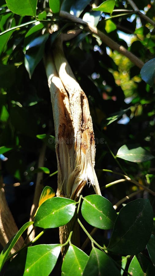 Broken branch stock photo. Image of tree, backyard, damage - 253913512