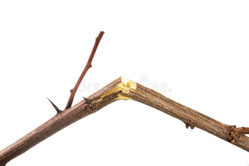 Dry Broken Branch with Dry Leaves Stock Image - Image of green, ecology ...
