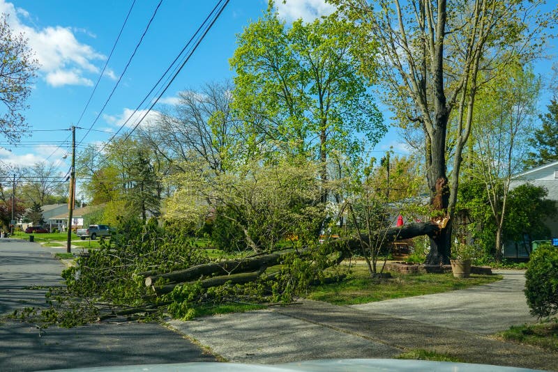 A Broken Branch of a Large Tree Laying on the Ground Near the Street ...