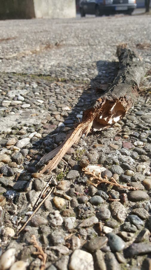 Broken branch stock photo. Image of urban, nature, broken - 86229932