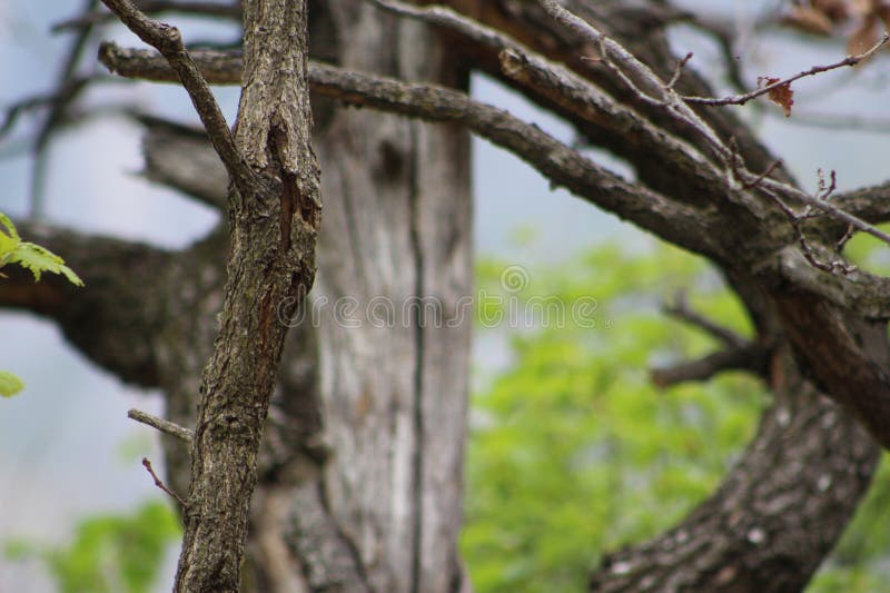 Broken branch stock image. Image of wildlife, photograph - 276985595
