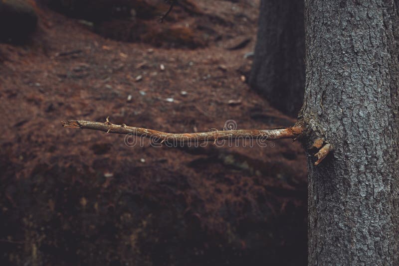 Broken branch stock photo. Image of branches, hanging - 79699240