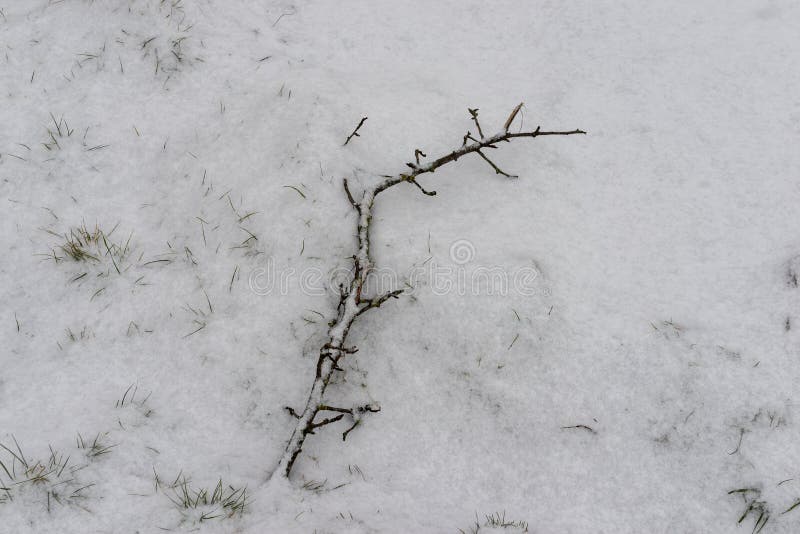 Broken branch on snow stock image. Image of cold, branch - 224773927