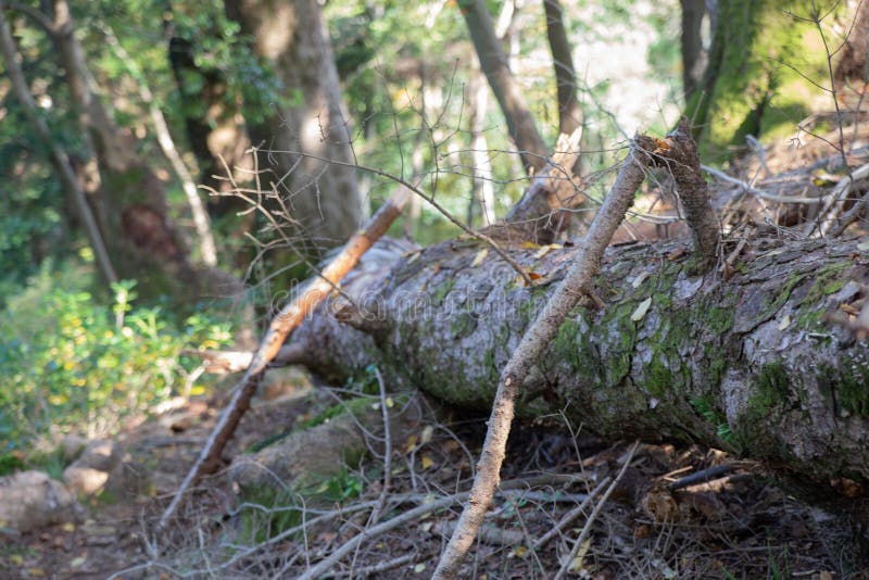 Broken Branch Split in Half Exposing Its Twisted Fibres in Forest in ...