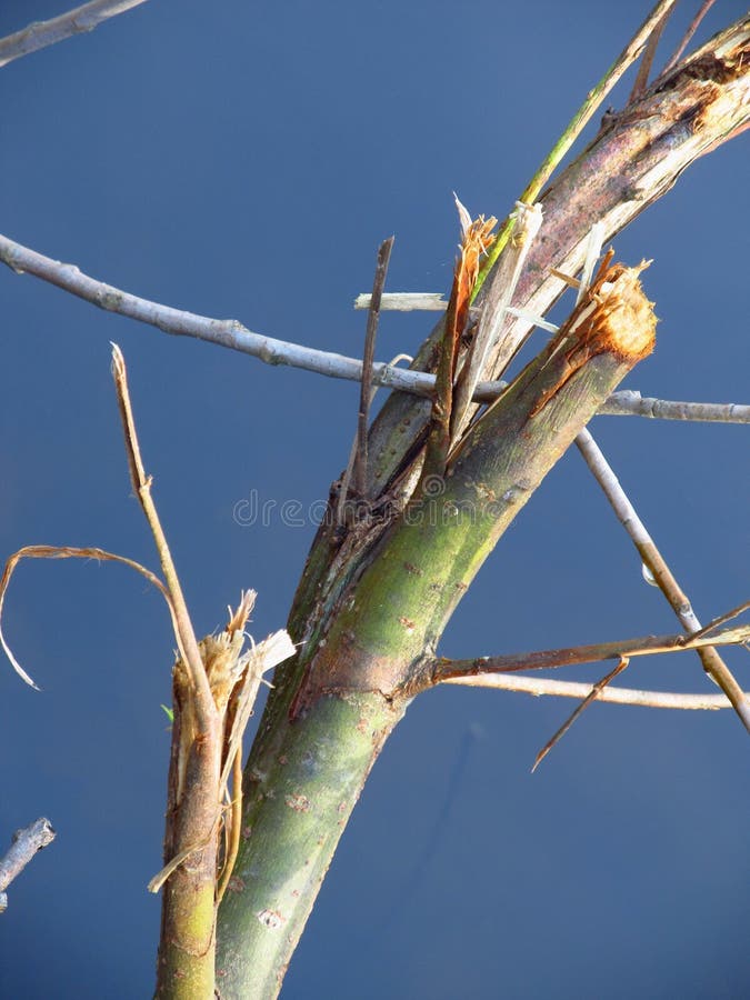 Broken Branch Snapped Over with Green Leaves in Background Stock Photo ...
