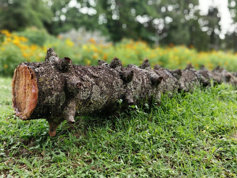 Broken Branch of a Tree in Garden Stock Photo - Image of tree, branch ...