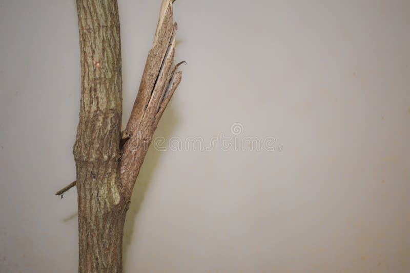 Broken branch stock photo. Image of close, natural, summer - 122249354