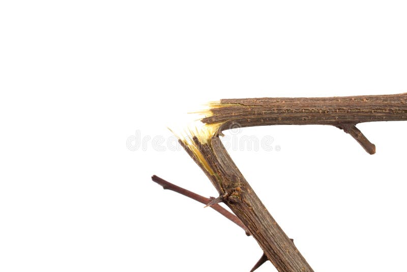 230 Branch Snapped Stock Photos - Free & Royalty-Free Stock Photos from ...