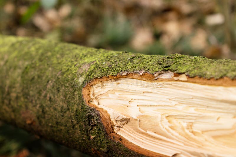 Broken Branch stock photo. Image of pine, park, branch - 32651974