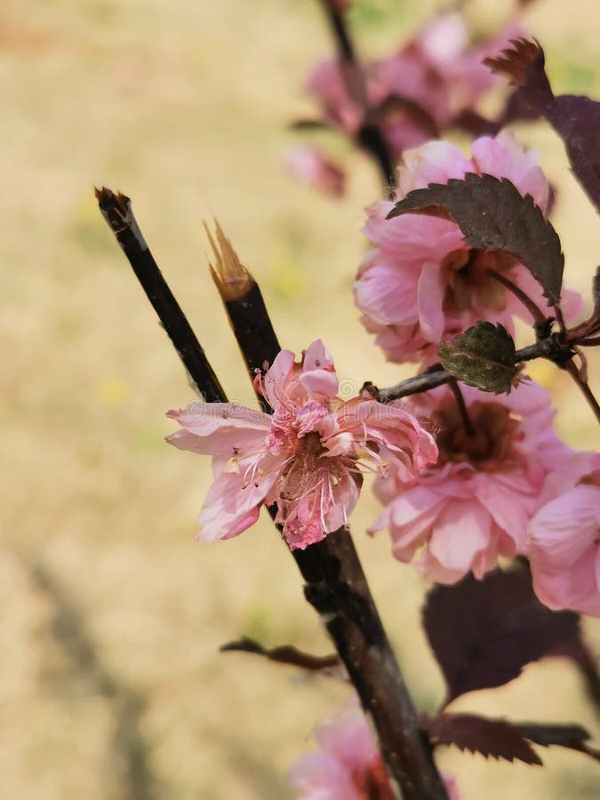 Broken Branches and Residual Flowers Stock Image - Image of beautiful ...