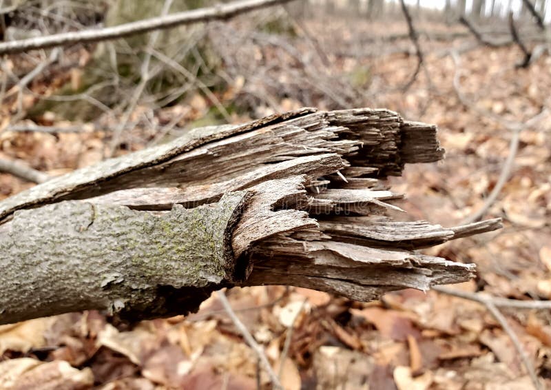 Broken Branches in Schmidt Woods Stock Image - Image of contrast, green ...