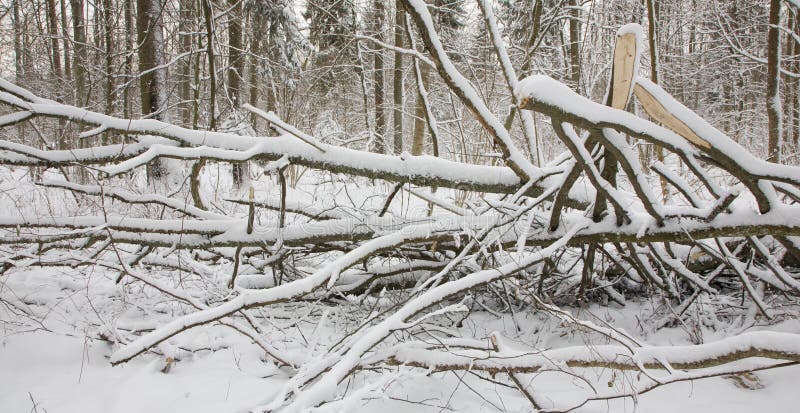 Broken Branches Snow Wrapped after Blizzard Stock Image - Image of snow ...