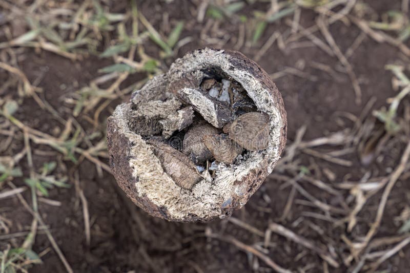 Broken Brazil Nut Fruit on the Ground Stock Photo - Image of food ...