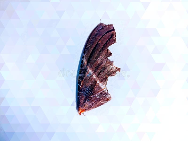Broken butterfly wings stock image. Image of broken - 307808271