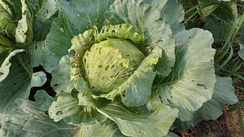 Broken cabbage in the farm stock image. Image of farm - 237989079