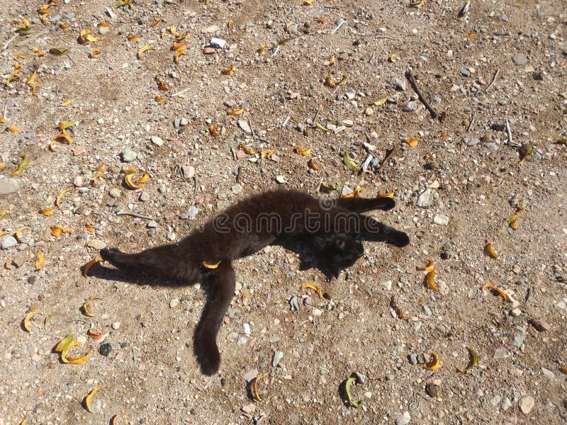 Broken Cat stock image. Image of broken, kitty, black - 163755121