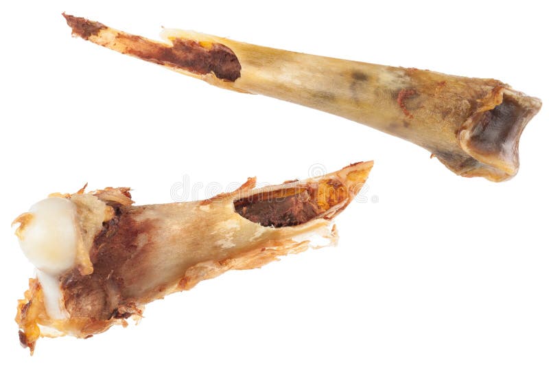 Broken chicken bone stock photo. Image of wing, poultry - 82383042