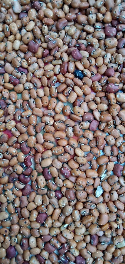 Broken Chinese Beans on the Plate Stock Image - Image of gravel, plant ...