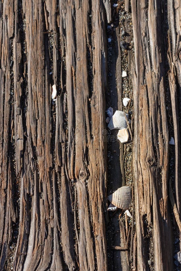Broken Shells in the Cracks of a Plank Stock Image - Image of rough ...