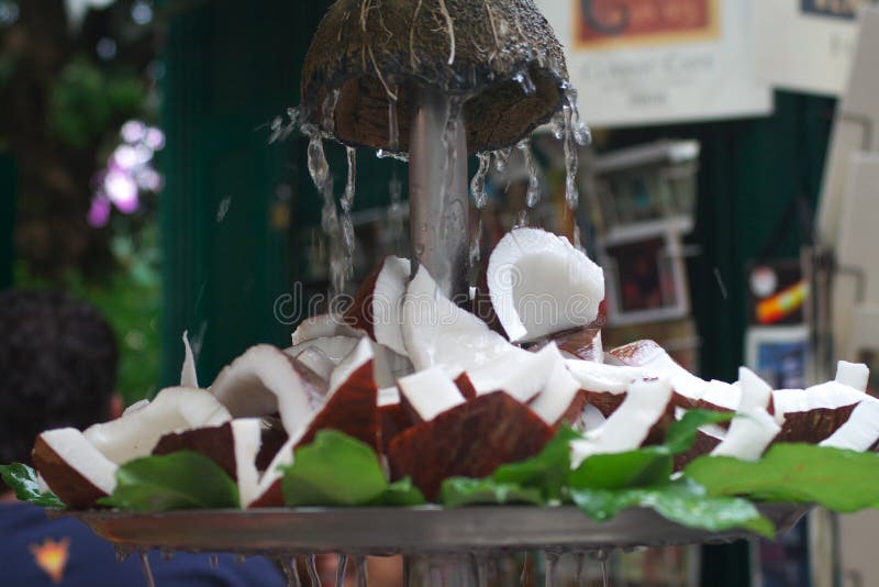 Broken coconut husks stock photo. Image of juice, strainer - 3139054