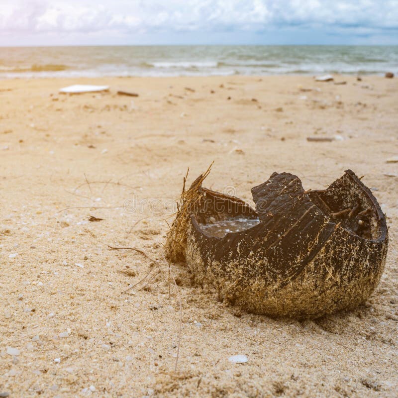 Broken coconut shell stock image. Image of open, nature - 123196777