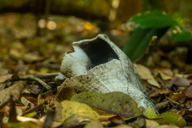 Broken Conch Shell Rests on Forest Floor Stock Image - Image of outdoor ...