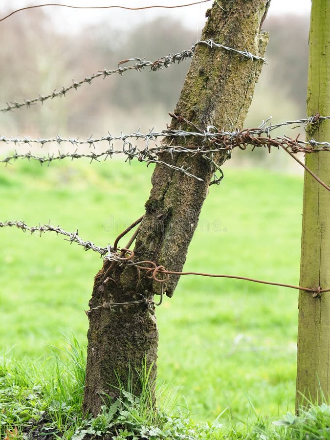 648 Broken Barbed Wire Fence Stock Photos - Free & Royalty-Free Stock ...
