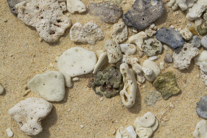 Broken corals on the beach stock image. Image of pieces - 155346269