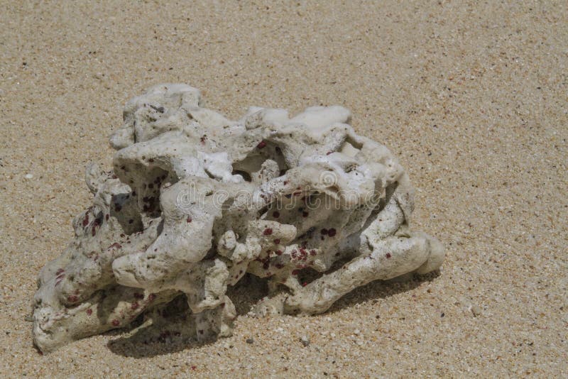 Broken corals on the beach stock image. Image of broken - 137876157
