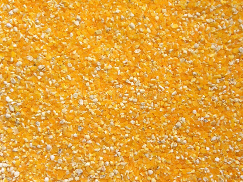 Broken Corn kernels stock photo. Image of harvest, fresh - 196641188