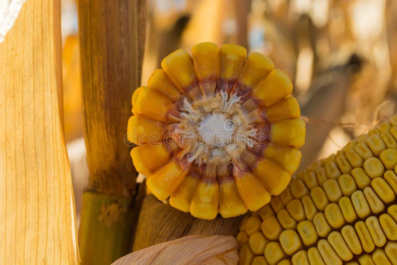Broken Corn Stalk with a Thin Stem and Large Grain Stock Image - Image ...
