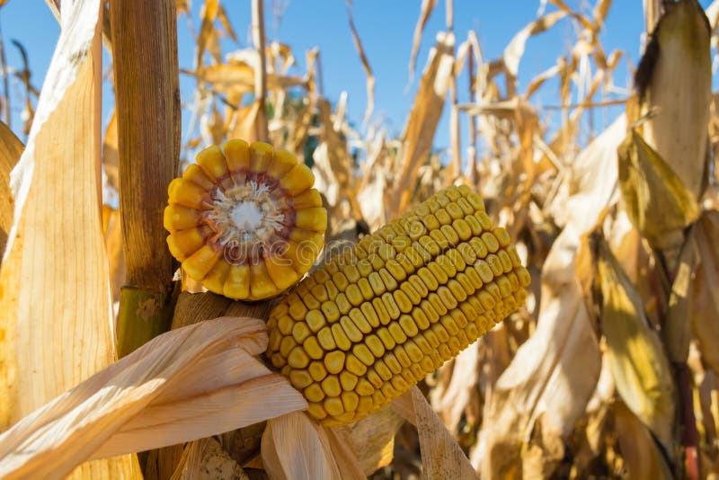 305 Broken Stalk Plant Stock Photos - Free & Royalty-Free Stock Photos ...