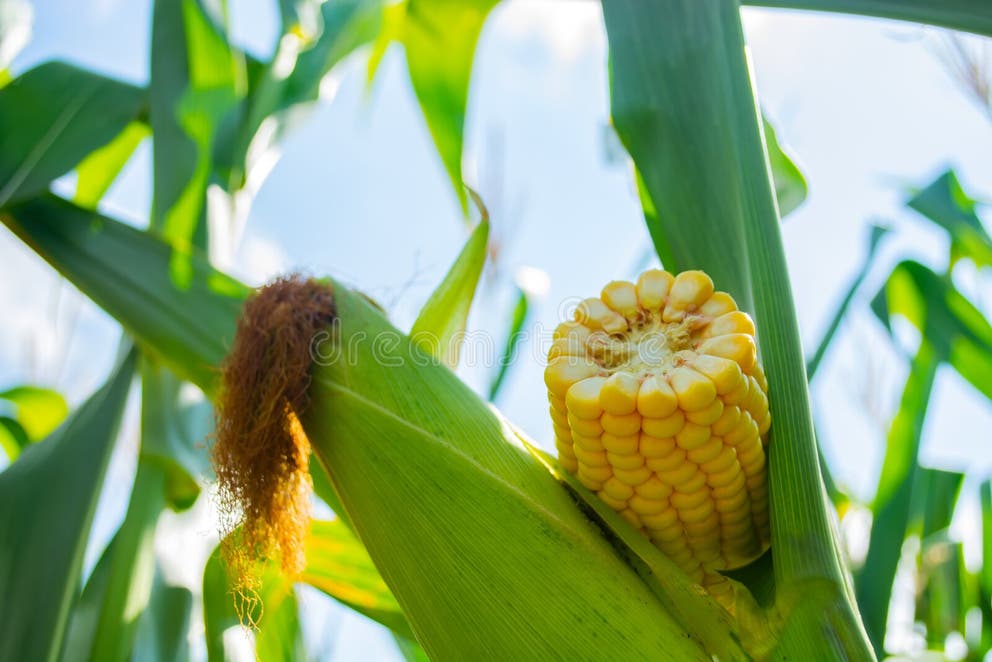 Broken Corn Stalk with a Thin Stem and Large Grain Stock Image - Image ...