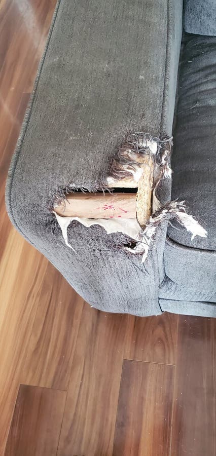 Broken Couch Cushion that Do Chewed on Down To the Wood. Stock Photo ...