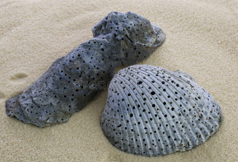 Broken Cracked Antique Old Ocean Seashell Stock Image - Image of marine ...