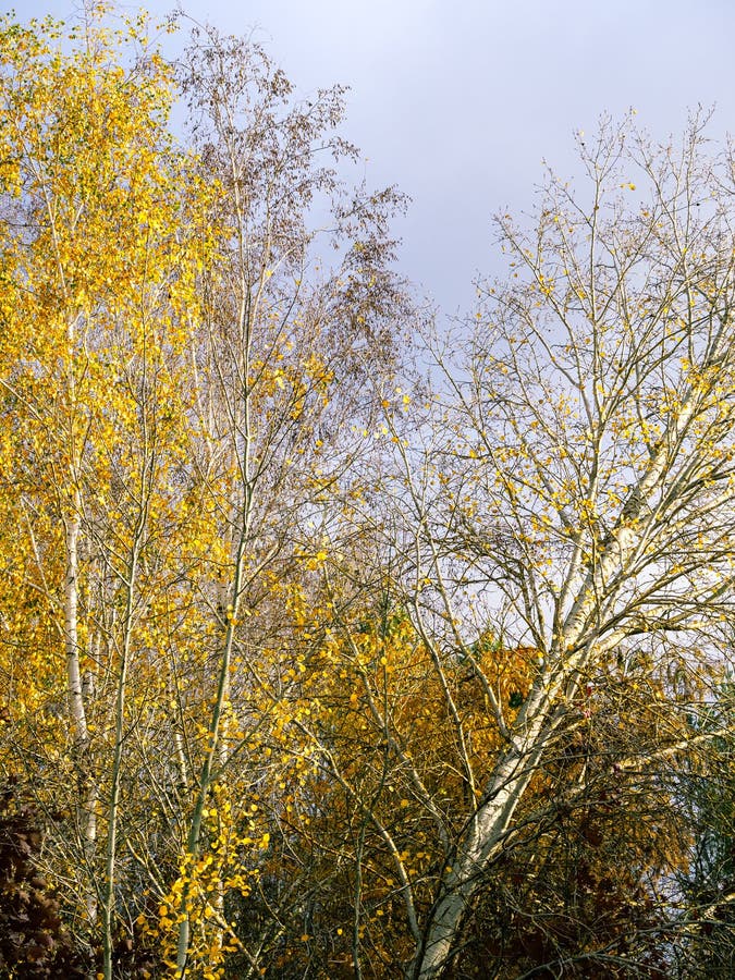 Broken Birch Tree Sagged and almost Fell Over Stock Image - Image of ...