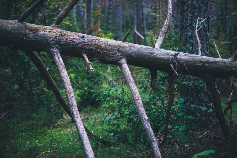 Broken Dead Pine Tree in the Forest in Spain Stock Image - Image of ...