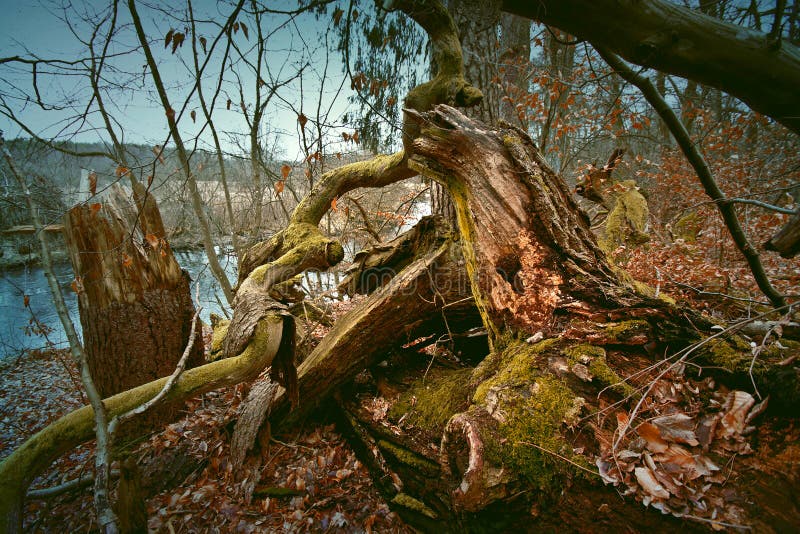 Broken Dead Tree in the Forest Stock Image - Image of tree, broken ...
