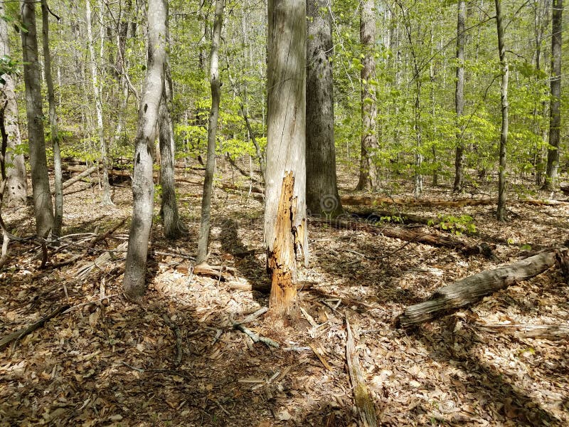 Broken or Decaying Tree Trunk in Forest or Woods Stock Photo - Image of ...