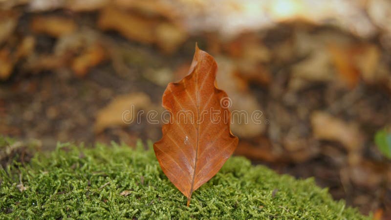 The Broken Died Leaf Fallen on Mossy Stone Stock Photo - Image of brown ...